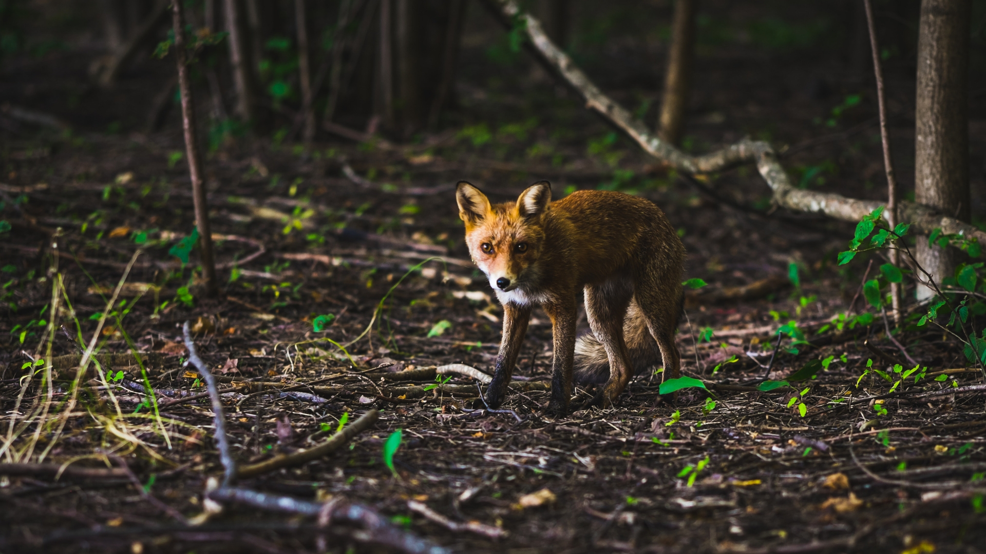 Chernobyl Fox by David Brennan – Okay Donkey