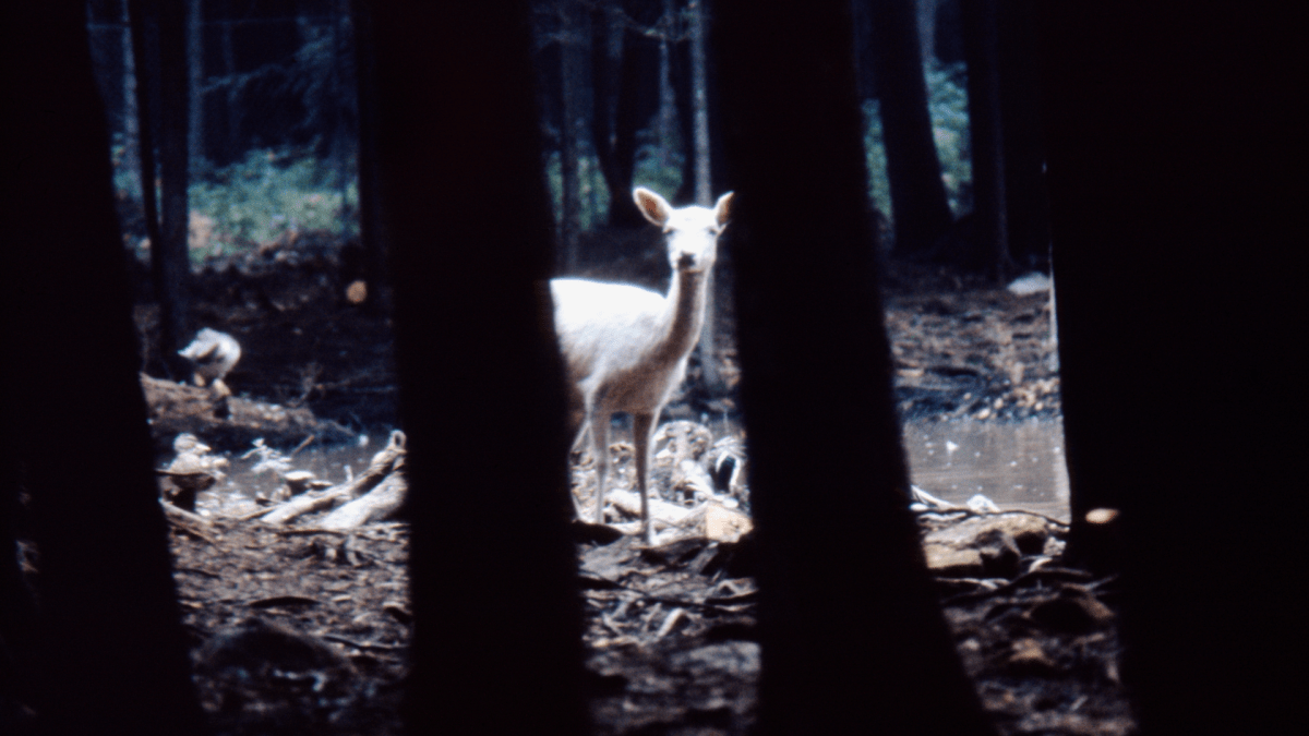 Pecan Grove with Body Farm by Jack B. Bedell – Okay Donkey