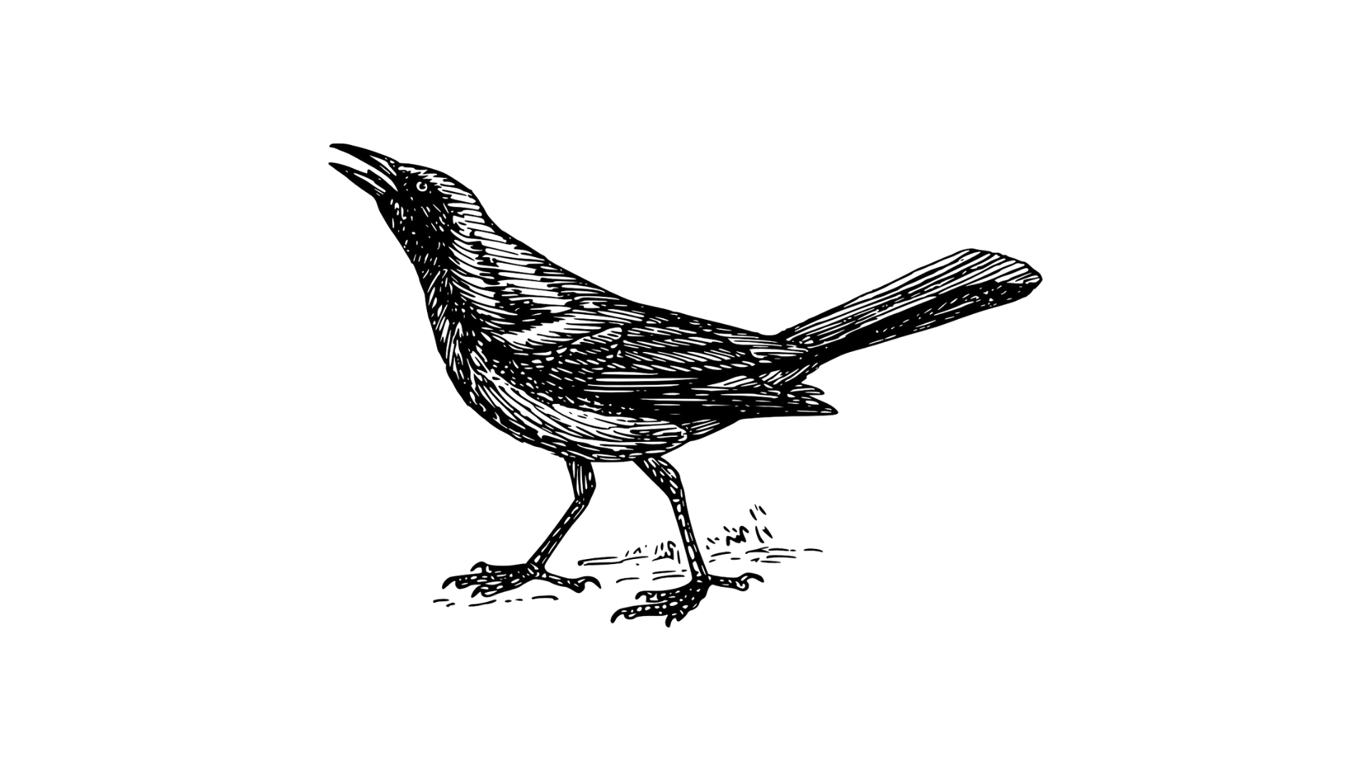 They’re Grackles and Every Time I See Them by Patric Pepper – Okay Donkey