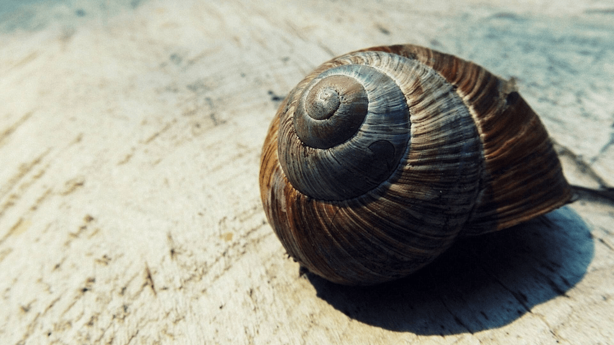 On the Dendrochronology of Gastropod-Shells by Kunjana Parashar – Okay ...