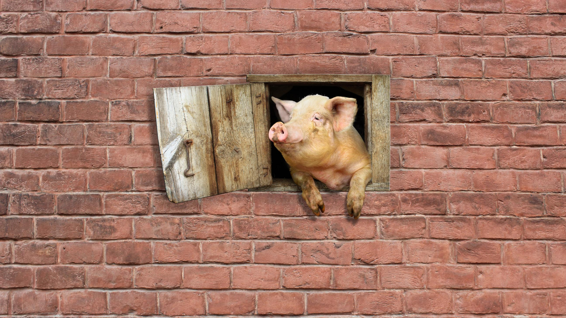 Learned Pig Writes a Poem by Ray Ball – Okay Donkey