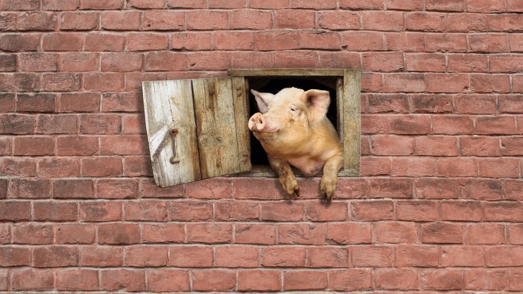 Learned Pig Writes a Poem by Ray Ball – Okay Donkey