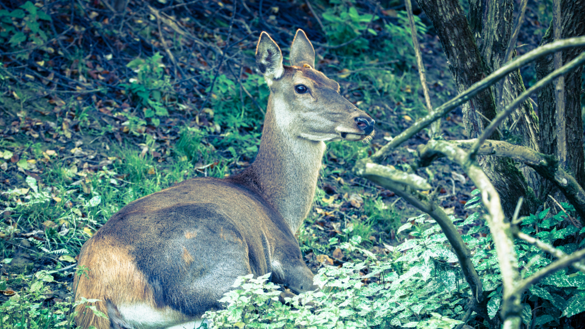 Deer by Hannah Silverman – Okay Donkey