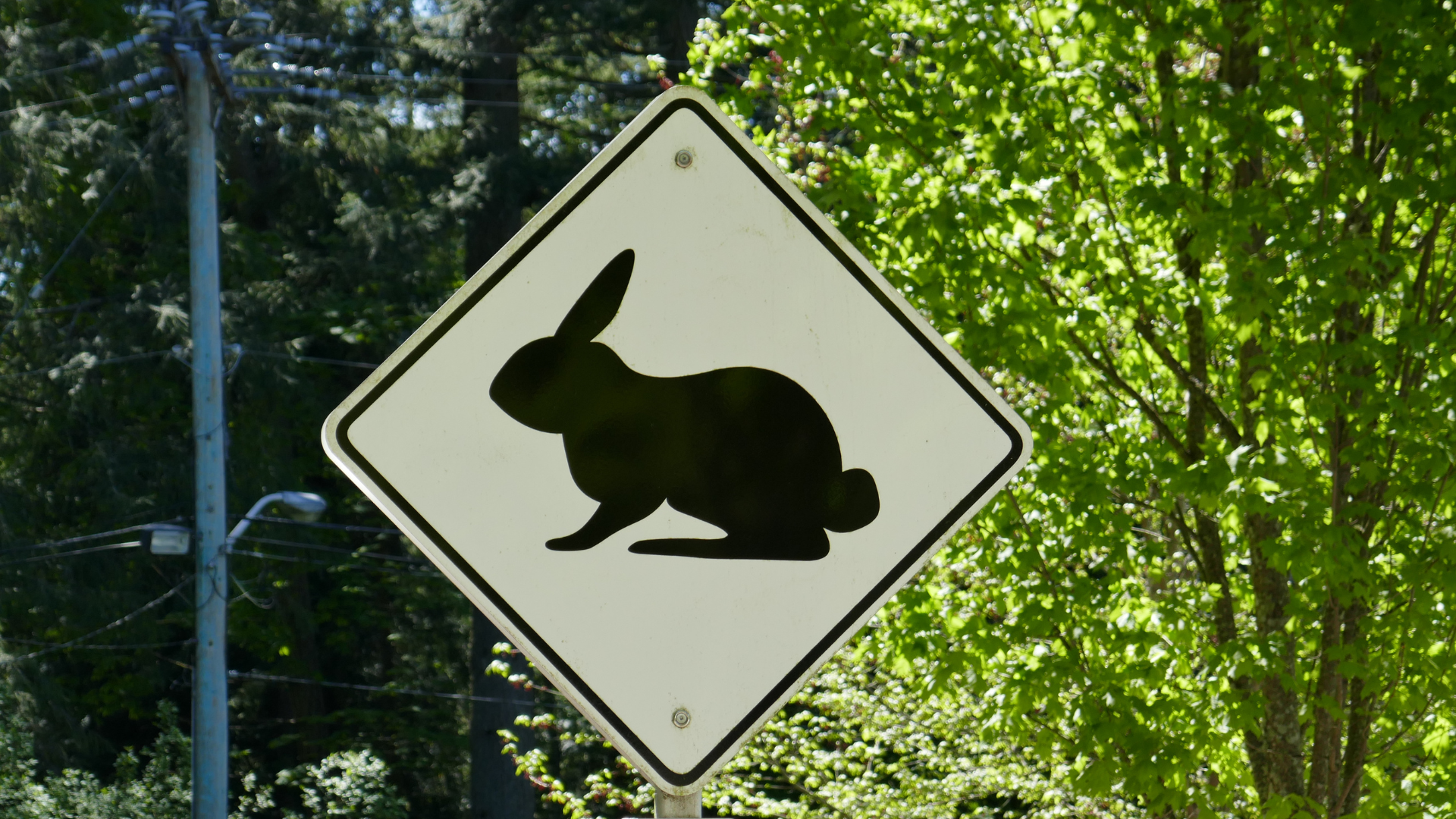Rabbits by Maria McLeod – Okay Donkey